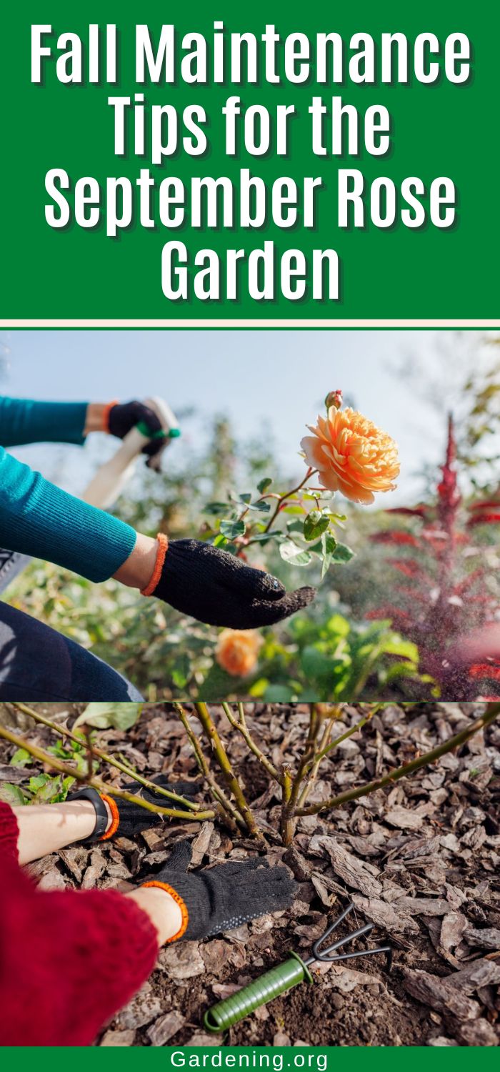16+ Maintenance Tips for the Fall Rose Garden - Gardening