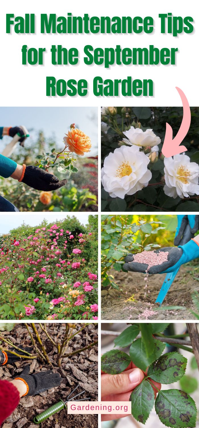16+ Maintenance Tips for the Fall Rose Garden - Gardening