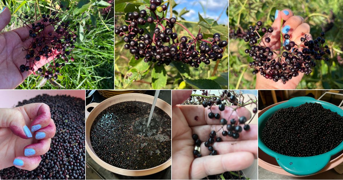 How and When to Pick Elderberries - Gardening