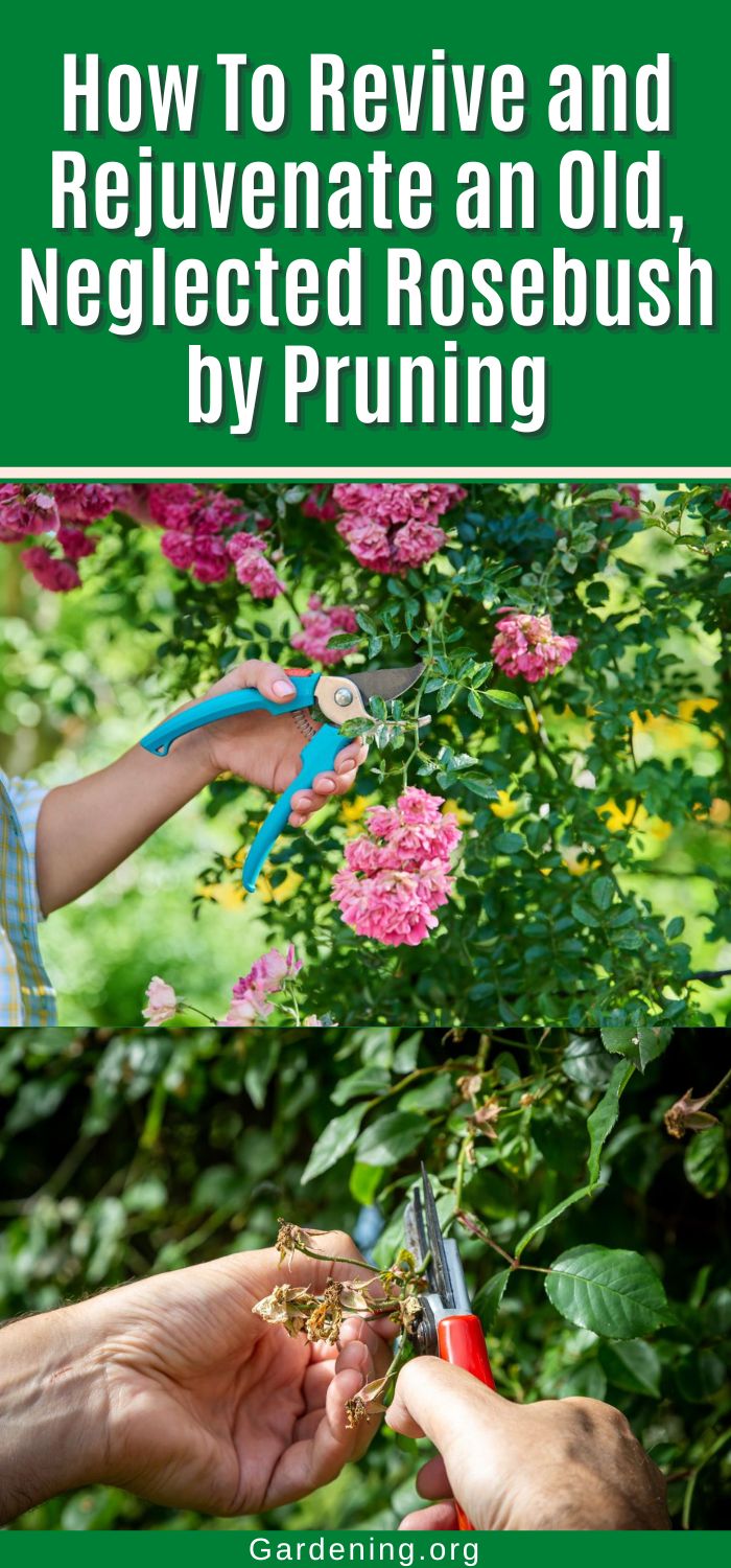 How To Revive and Rejuvenate an Old, Neglected Rosebush - Gardening