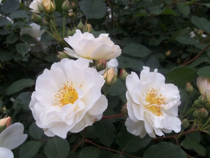 16+ Maintenance Tips for the Fall Rose Garden - Gardening