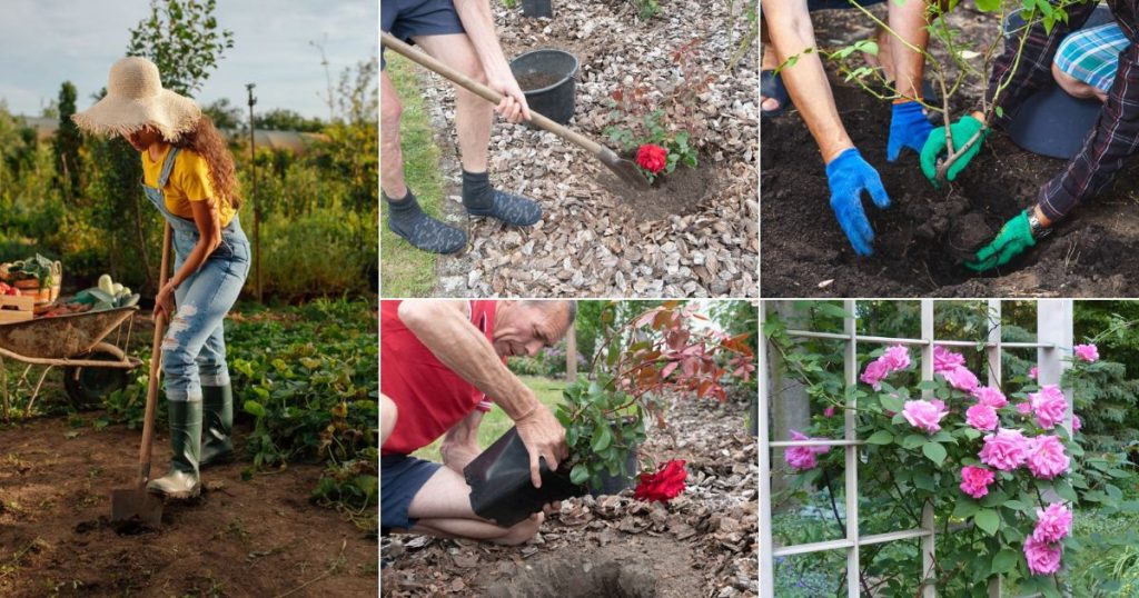 How to Plant Roses in the Fall + 4 Reasons Why You Should - Gardening