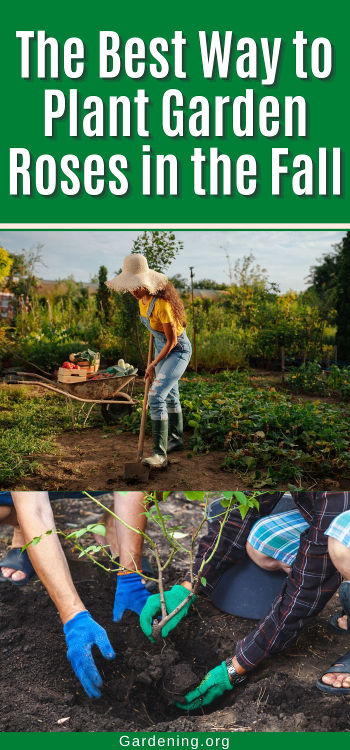How to Plant Roses in the Fall + 4 Reasons Why You Should - Gardening