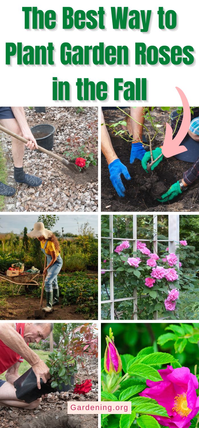How to Plant Roses in the Fall + 4 Reasons Why You Should - Gardening