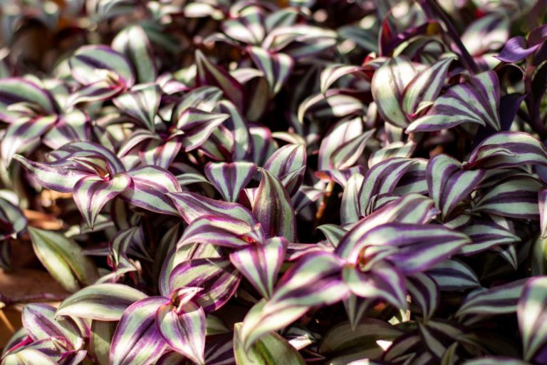 18 Dark Houseplants to Keep for Dramatic Elegance - Gardening