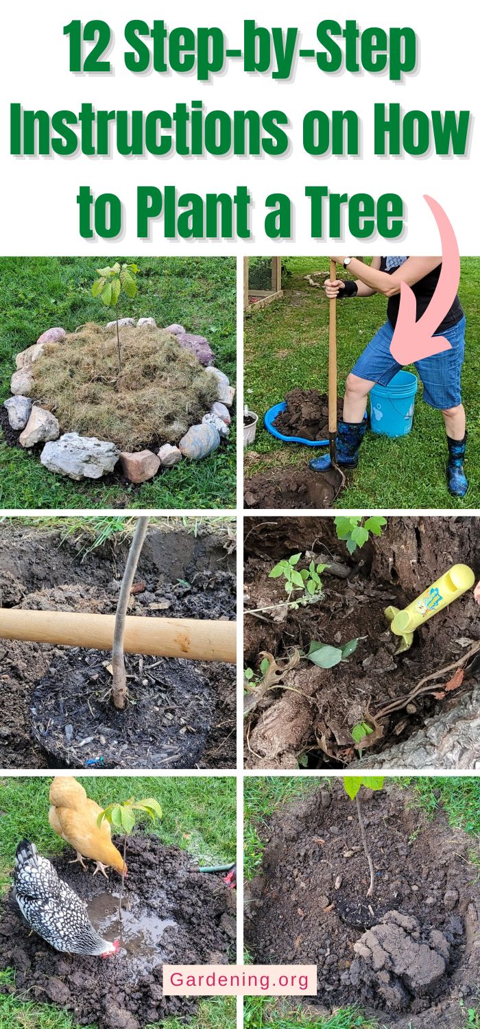 How to Plant a Tree in 12 Simple Steps - Gardening