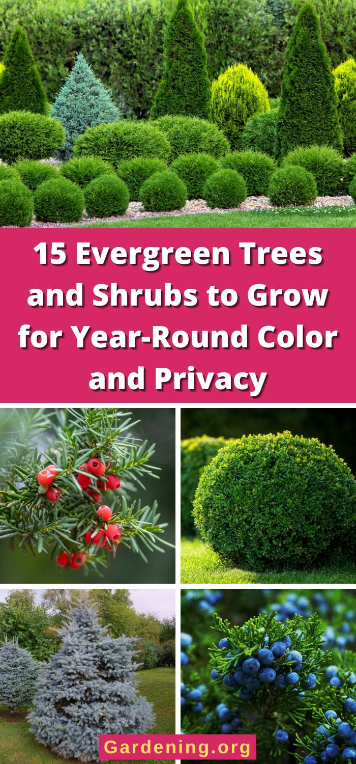 15 Evergreen Trees and Shrubs to Grow for Year-Round Color and Privacy ...