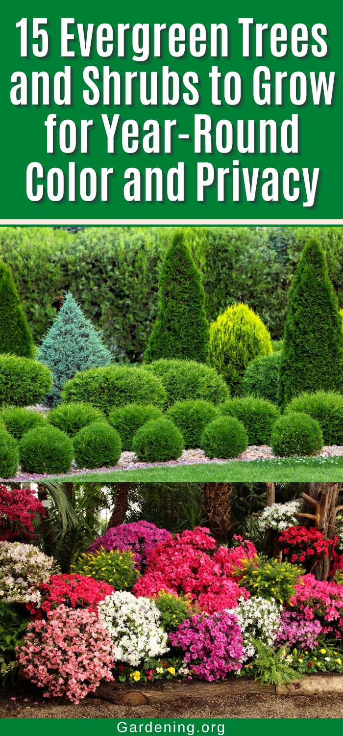 15 Evergreen Trees and Shrubs to Grow for Year-Round Color and Privacy ...