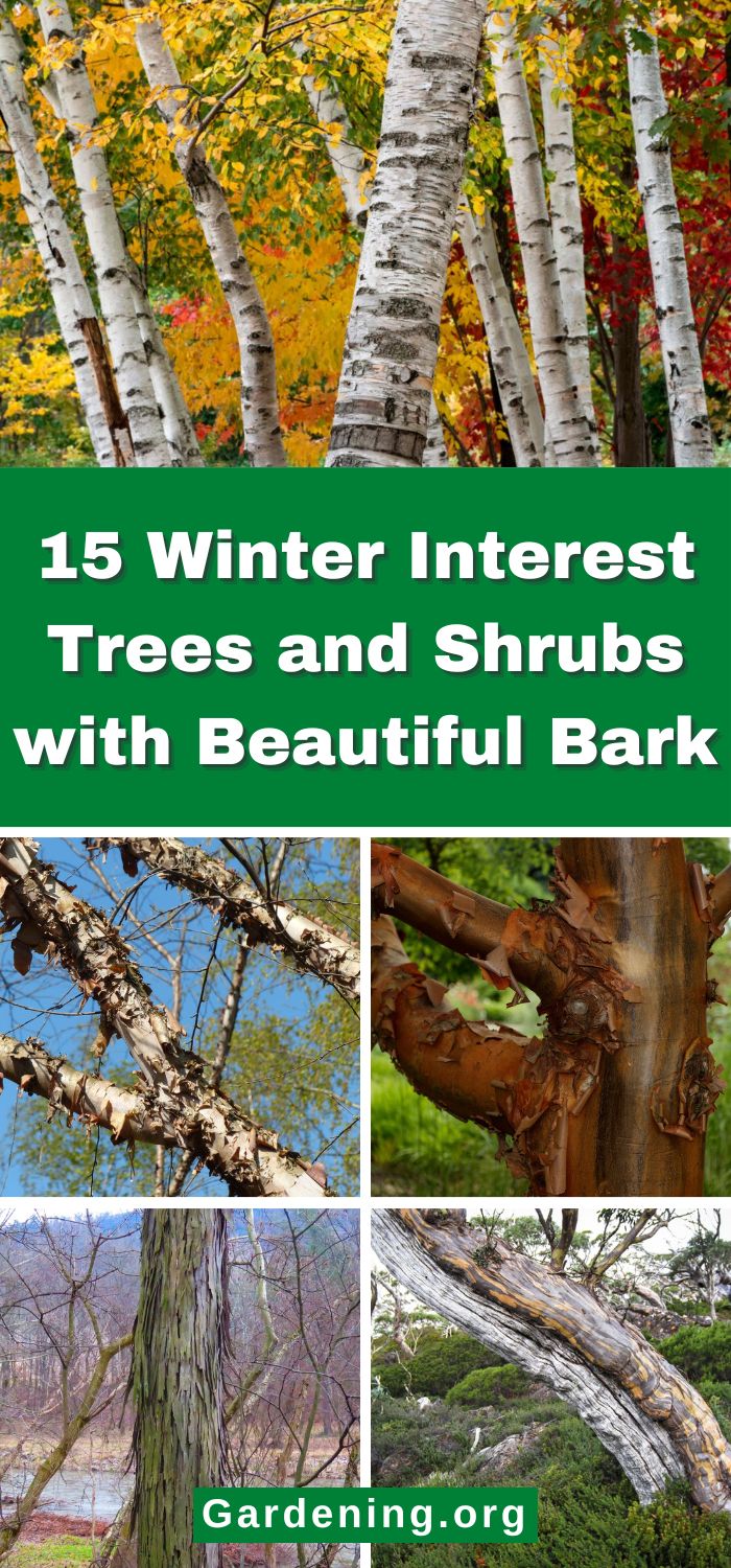 15 Winter Interest Trees and Shrubs with Beautiful Bark - Gardening