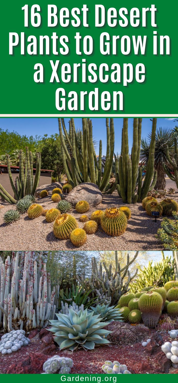 16 Best Desert Plants to Grow in a Xeriscape Garden - Gardening