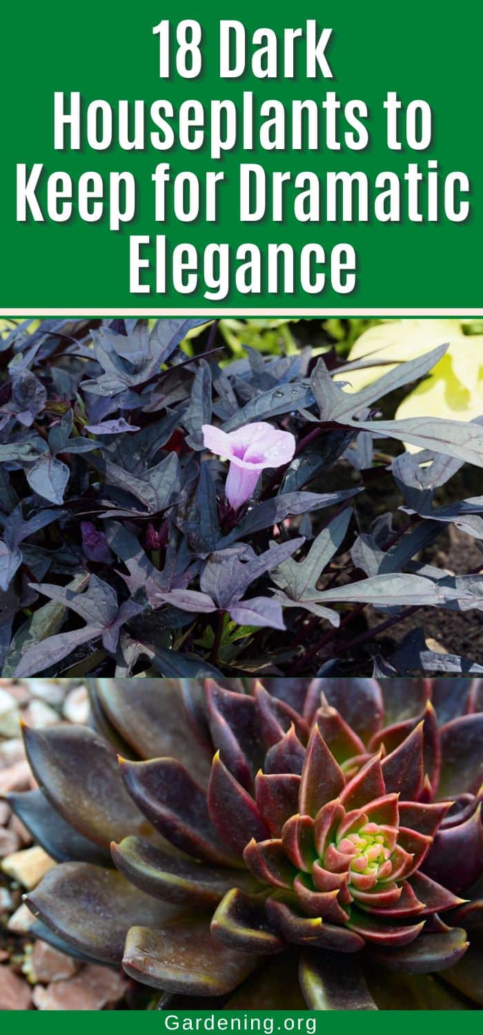 18 Dark Houseplants to Keep for Dramatic Elegance - Gardening
