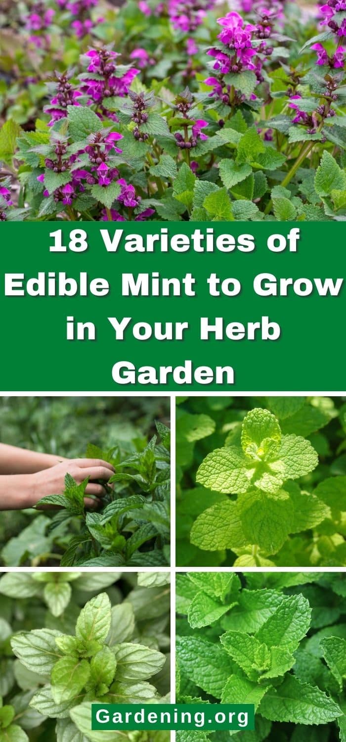 18 Varieties of Edible Mint to Grow in Your Herb Garden - Gardening