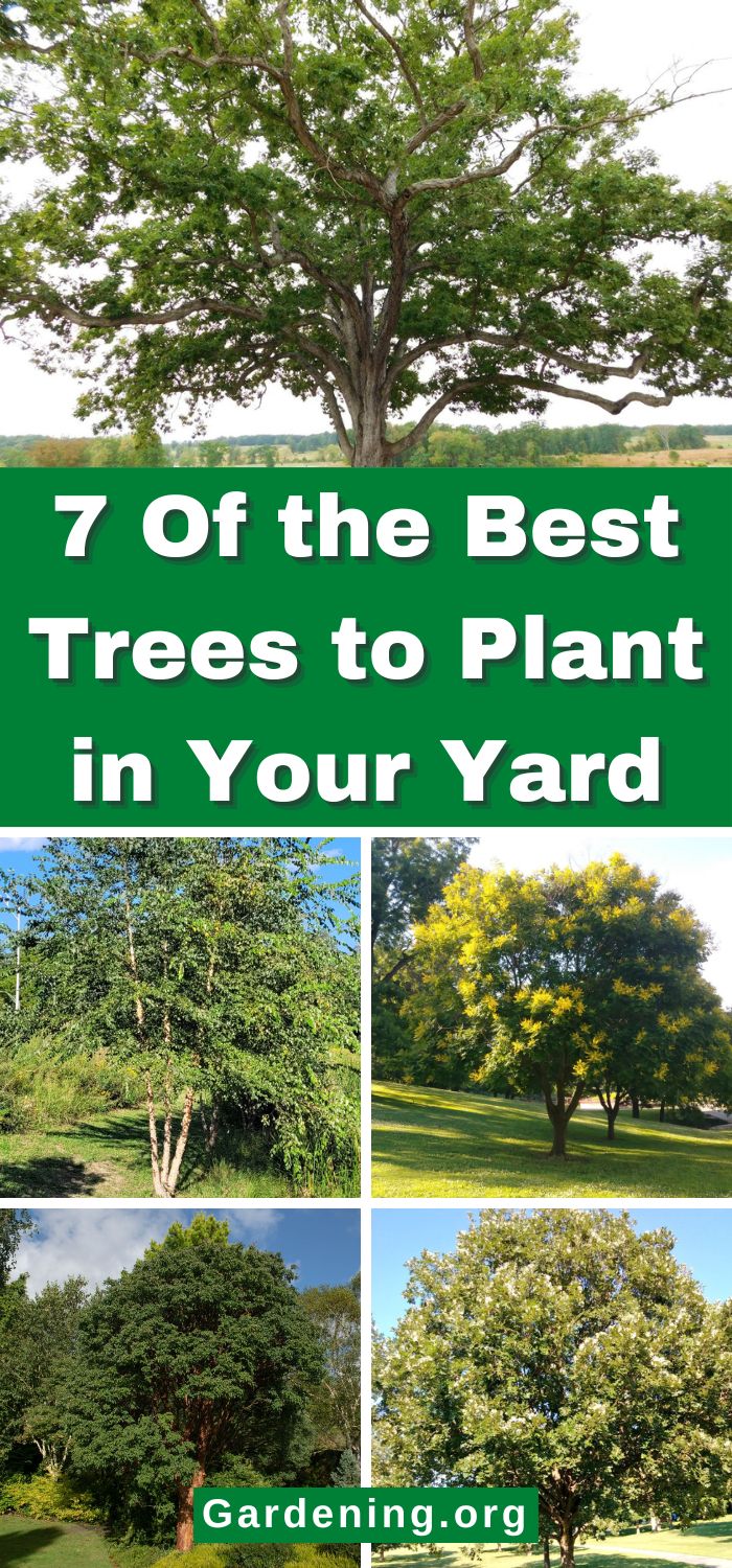 7 Best Trees to Plant in Your Yard - Gardening