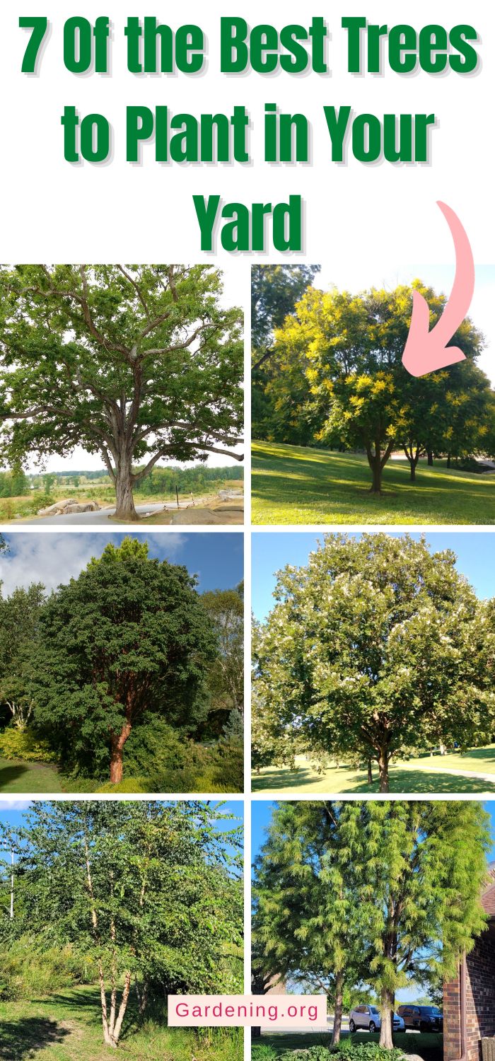 7 Best Trees to Plant in Your Yard - Gardening