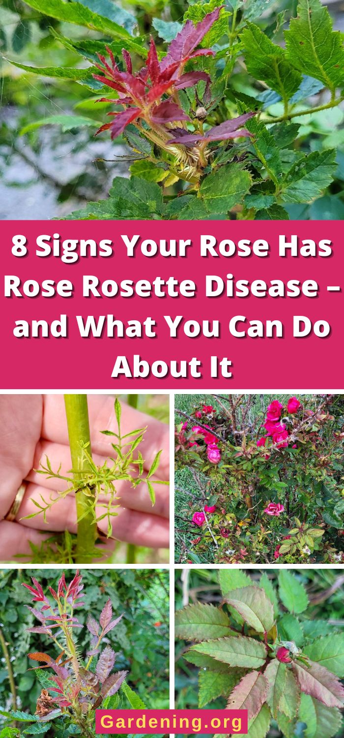 8 Signs Your Rose Has Rose Rosette Disease + What To Do About It ...