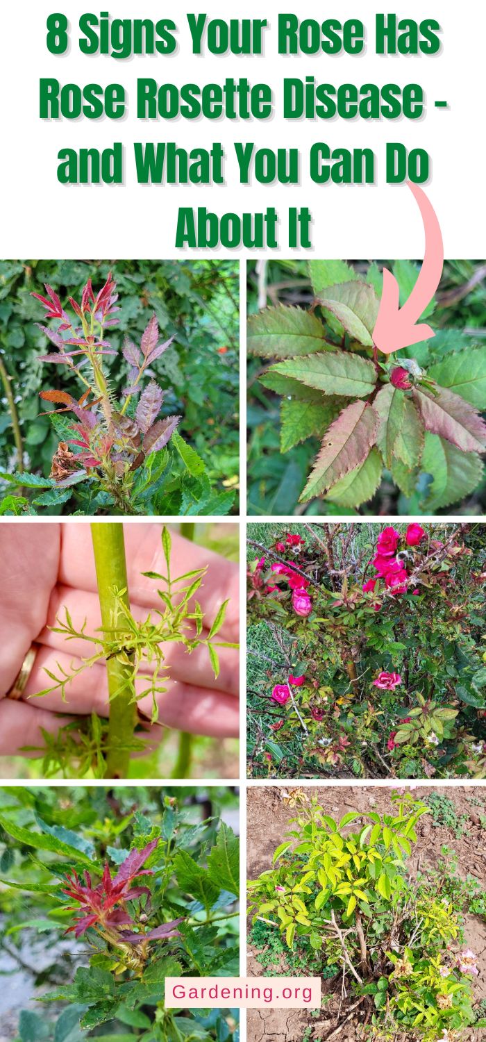 8 Signs Your Rose Has Rose Rosette Disease + What To Do About It ...