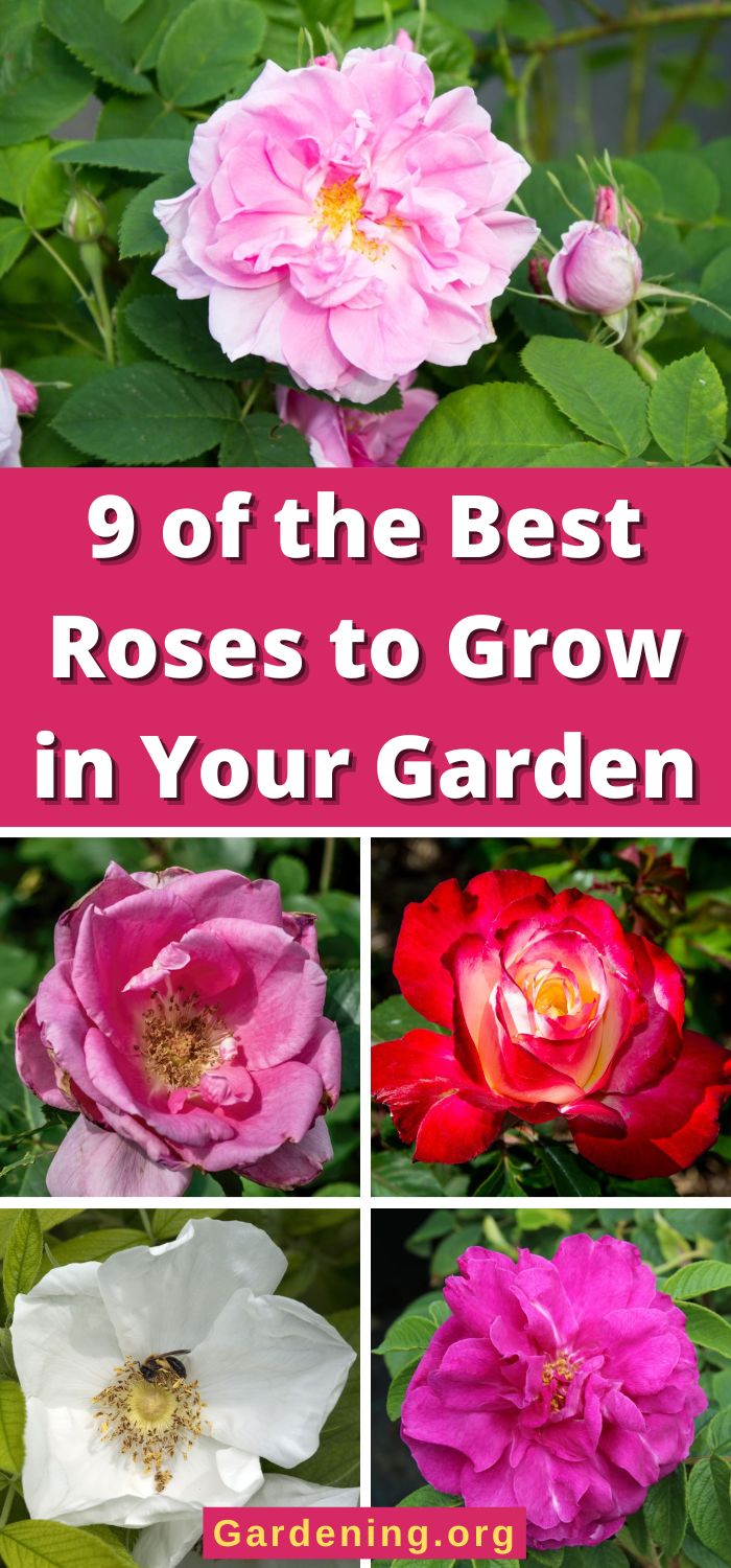 9 Best Roses to Grow in Your Garden - Gardening