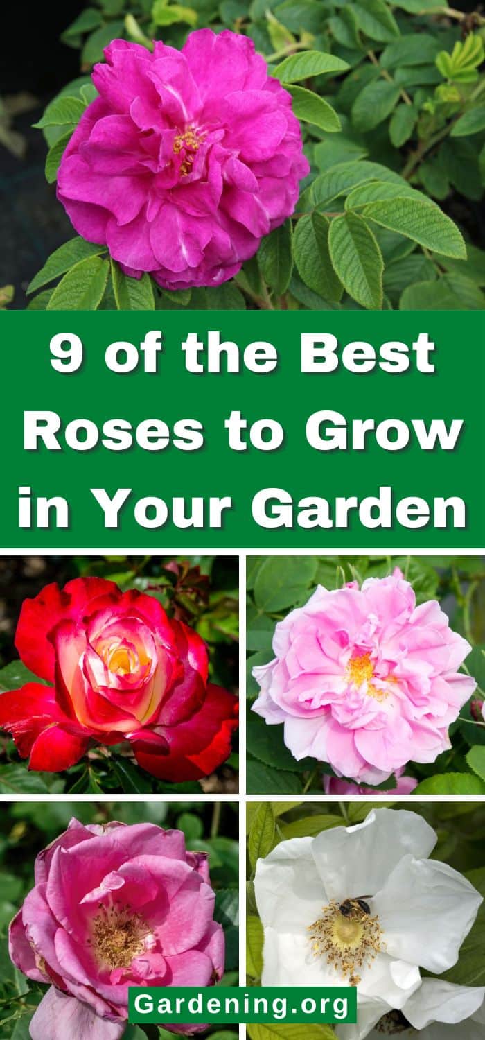 9 Best Roses to Grow in Your Garden - Gardening