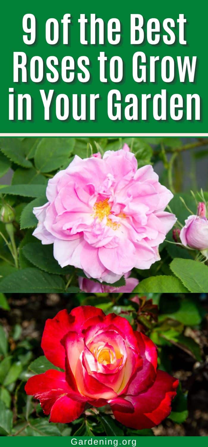 9 Best Roses to Grow in Your Garden - Gardening