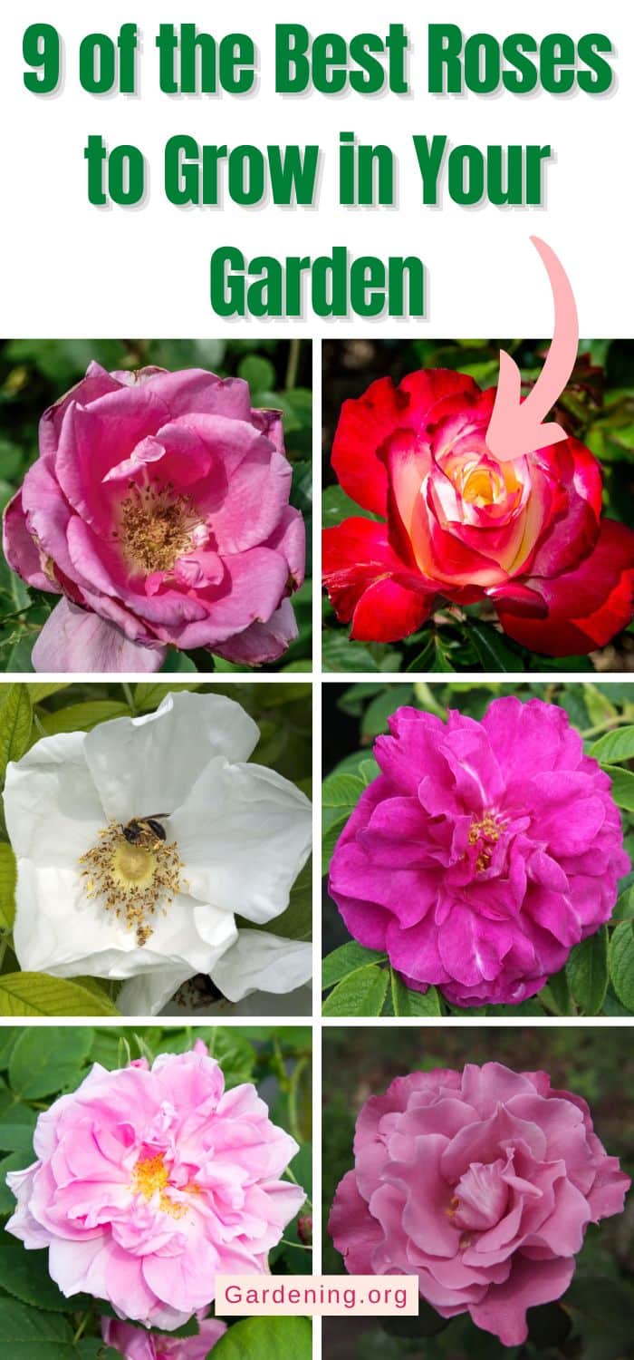 9 Best Roses to Grow in Your Garden - Gardening