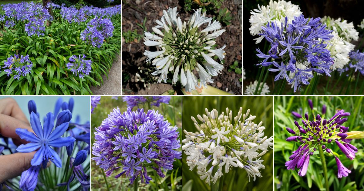 African Lilies Full Growing Guide (Plant, Grow, and Care) - Gardening