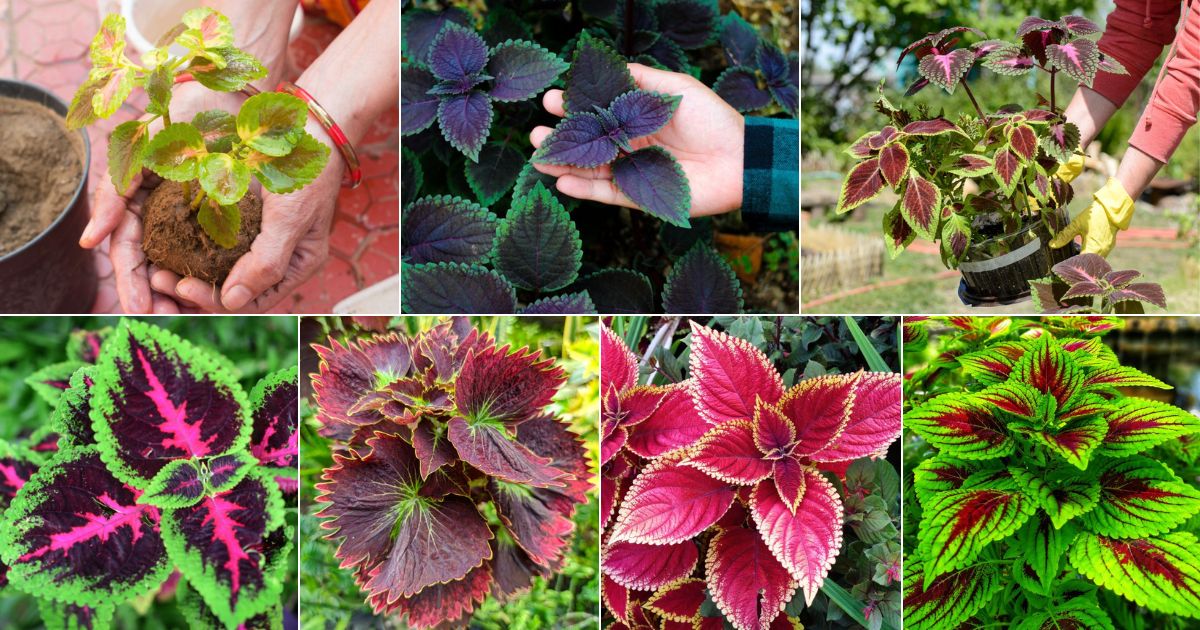 Coleus Growing Guide (Plant, Grow, and Care) - Gardening