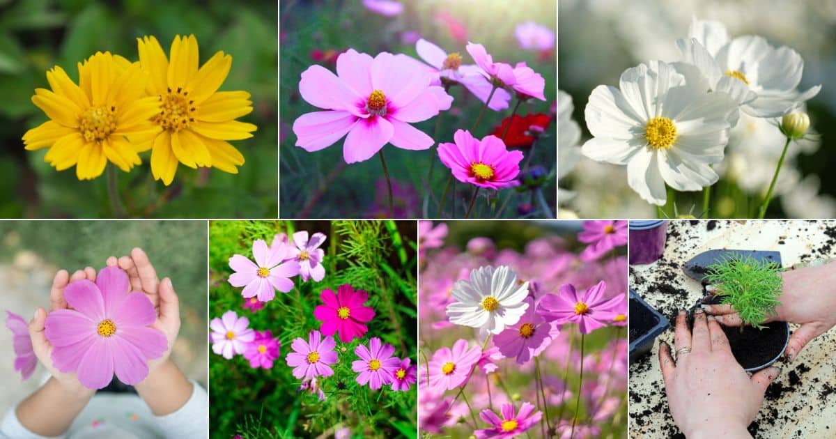 Cosmos Plants Full Growing Guide (Plant, Grow, and Care) - Gardening