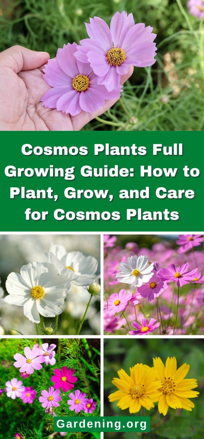 Cosmos Plants Full Growing Guide (Plant, Grow, and Care) - Gardening