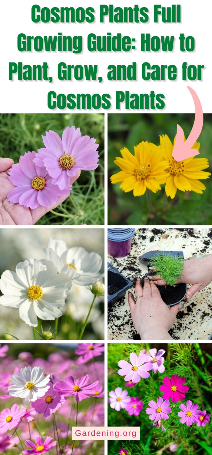 Cosmos Plants Full Growing Guide (Plant, Grow, and Care) - Gardening