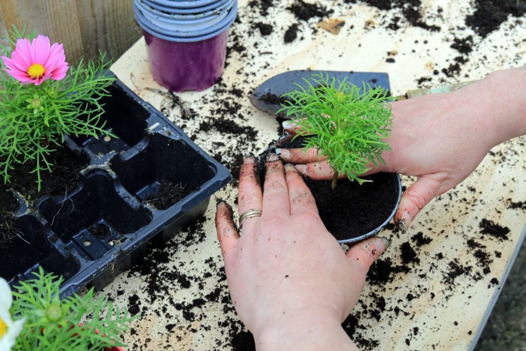 Cosmos Plants Full Growing Guide (Plant, Grow, and Care) - Gardening