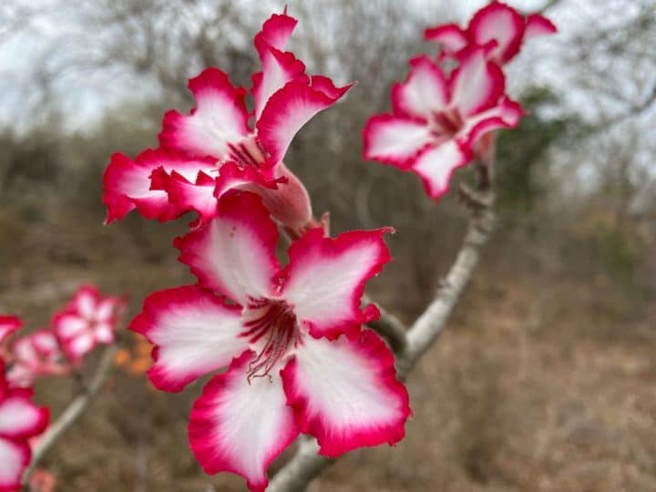 Desert Roses Full Growing Guide (Plant, Grow, and Care) - Gardening