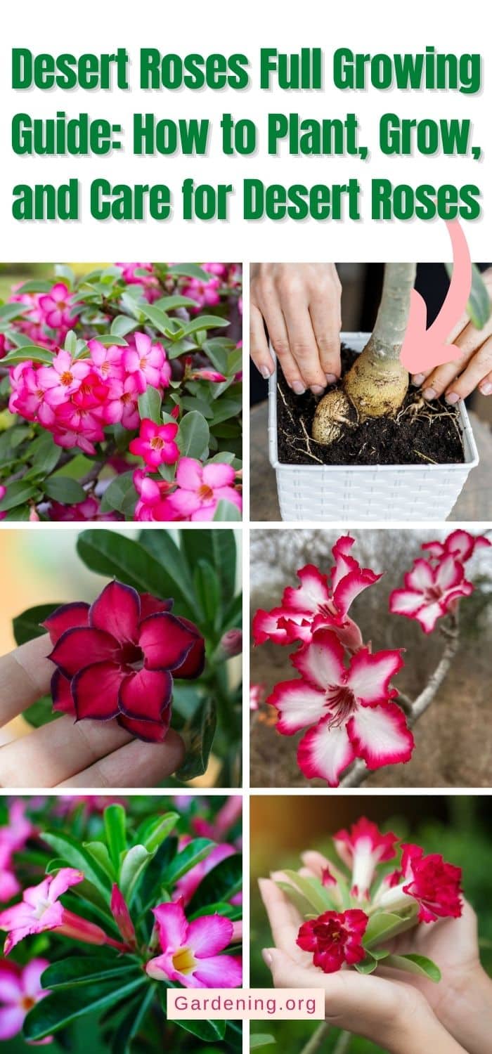 Desert Roses Full Growing Guide (Plant, Grow, and Care) - Gardening