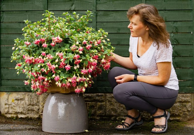 Fuchsias Full Growing Guide (Plant, Grow, and Care) - Gardening