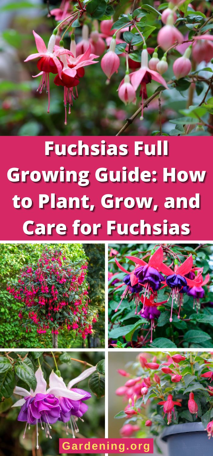 Fuchsias Full Growing Guide (Plant, Grow, and Care) - Gardening