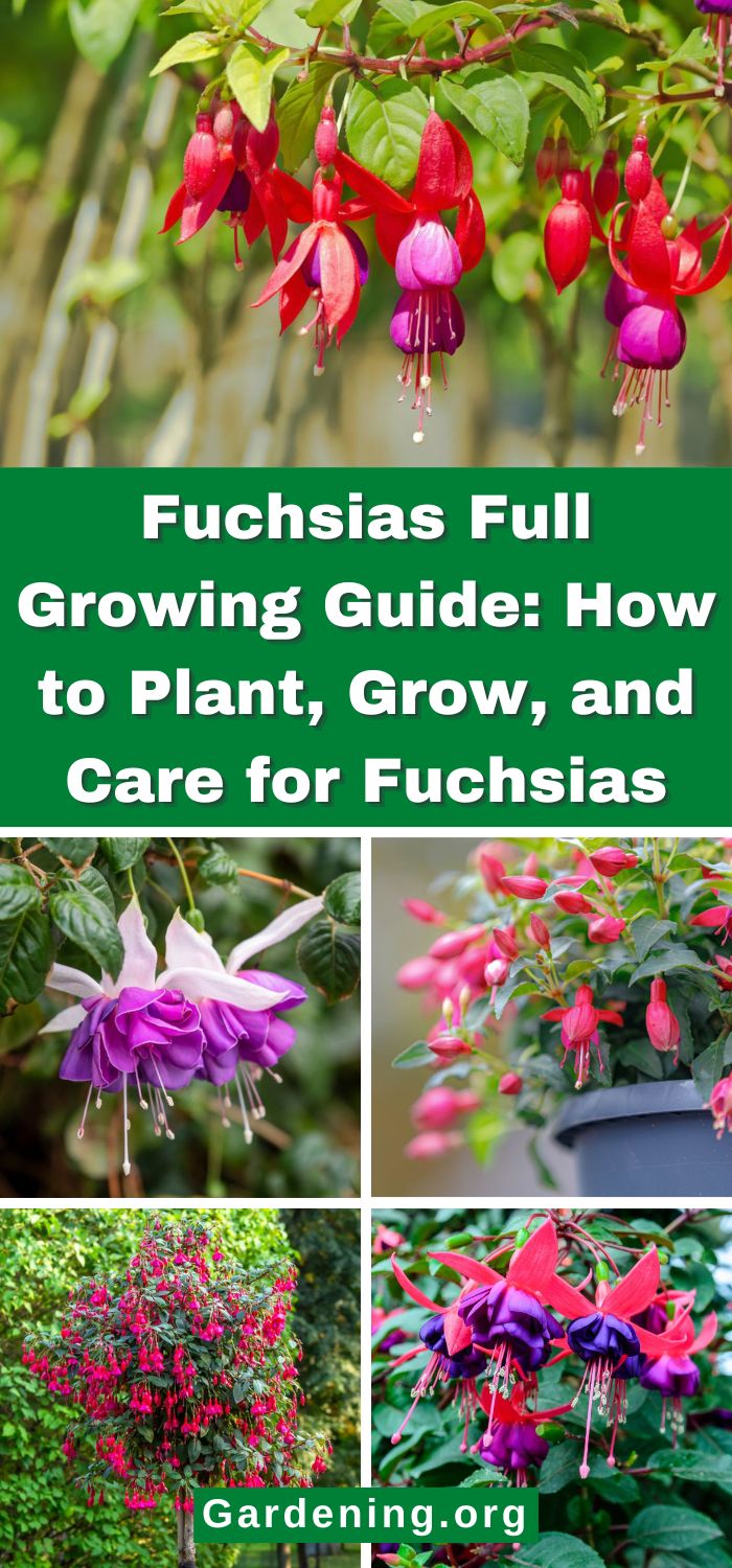 Fuchsias Full Growing Guide (Plant, Grow, and Care) - Gardening