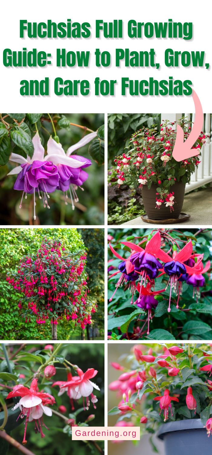 Fuchsias Full Growing Guide (Plant, Grow, and Care) - Gardening