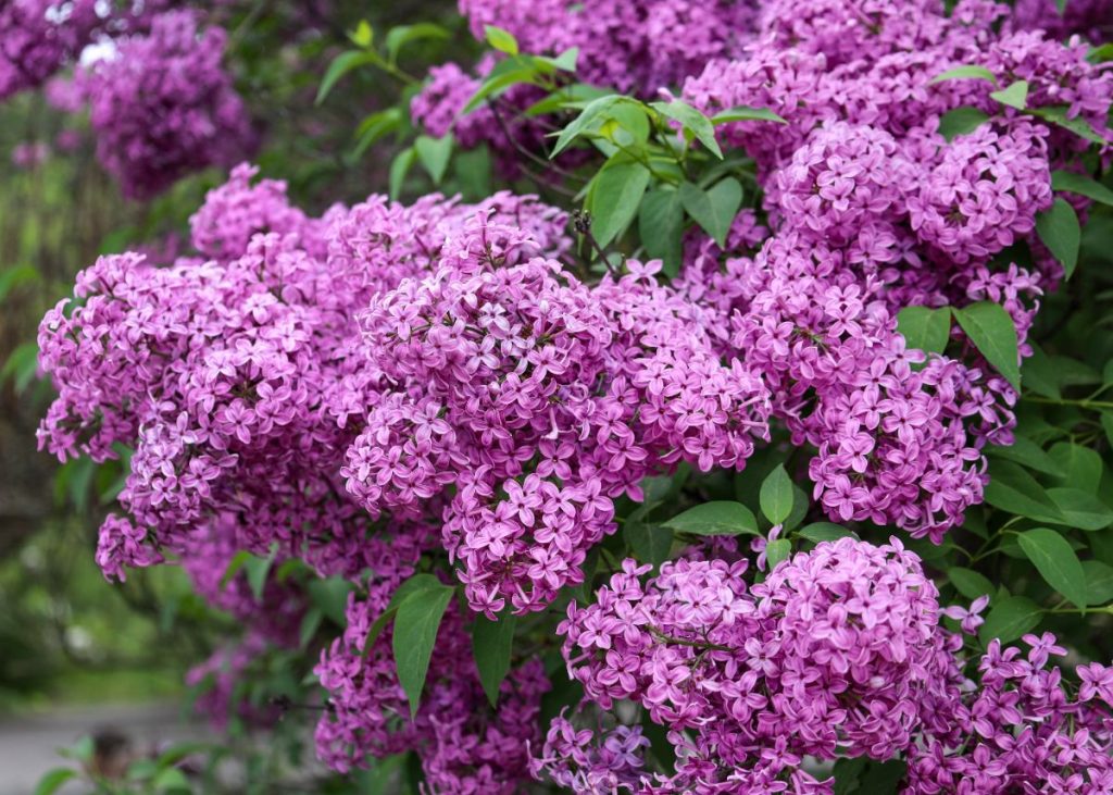 Lilacs Full Growing Guide (Plant, Grow, and Care) - Gardening