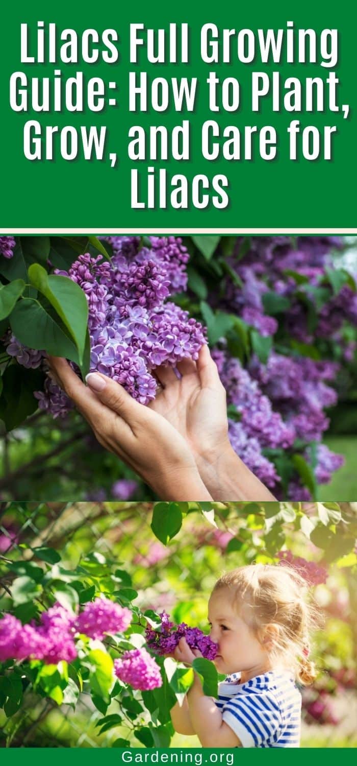 Lilacs Full Growing Guide (Plant, Grow, and Care) - Gardening
