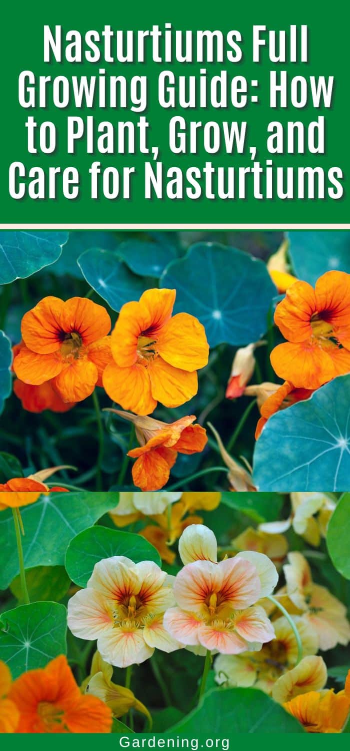 Nasturtiums Full Growing Guide (Plant, Grow, and Care) - Gardening