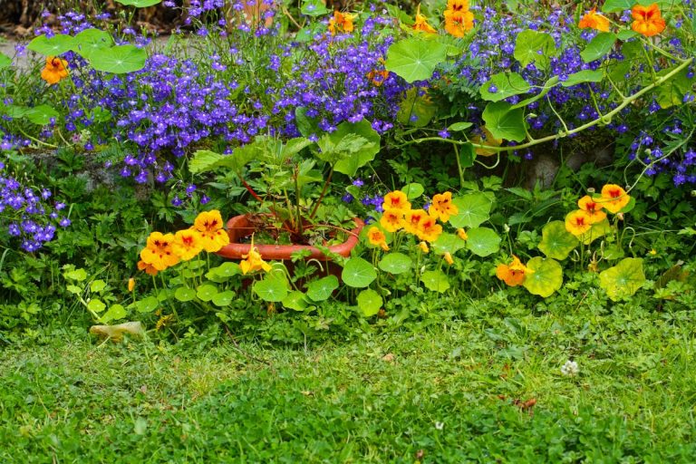 Nasturtiums Full Growing Guide (Plant, Grow, and Care) - Gardening