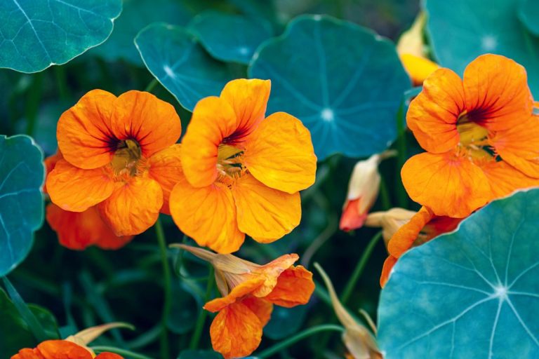 Nasturtiums Full Growing Guide (Plant, Grow, and Care) - Gardening