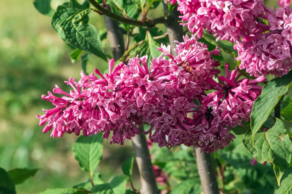 Lilacs Full Growing Guide (Plant, Grow, and Care) - Gardening