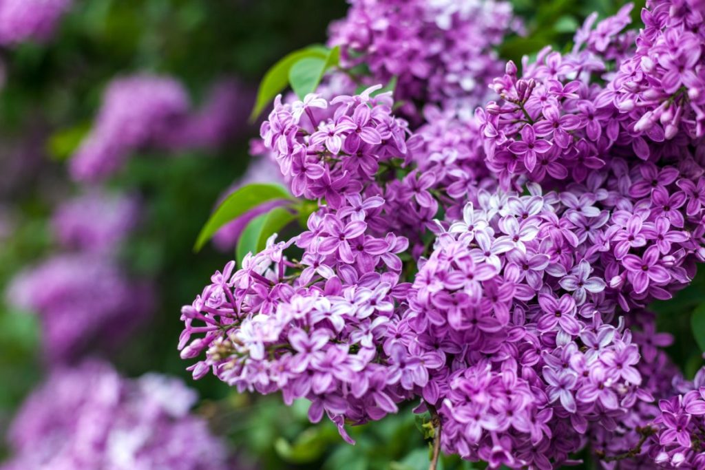 Lilacs Full Growing Guide (Plant, Grow, and Care) - Gardening