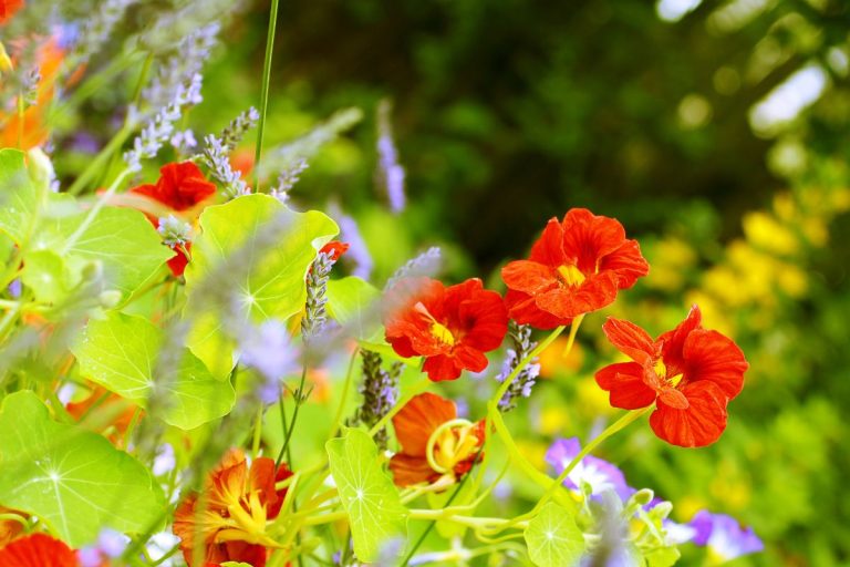 Nasturtiums Full Growing Guide (Plant, Grow, and Care) - Gardening