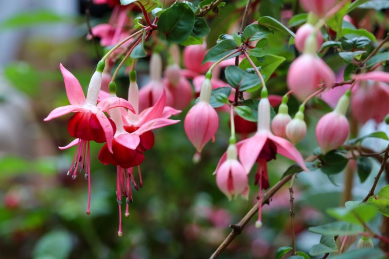 Fuchsias Full Growing Guide (Plant, Grow, and Care) - Gardening