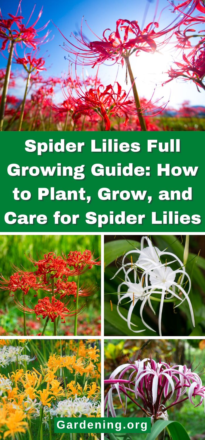 Spider Lilies Full Growing Guide (Plant, Grow, and Care) - Gardening