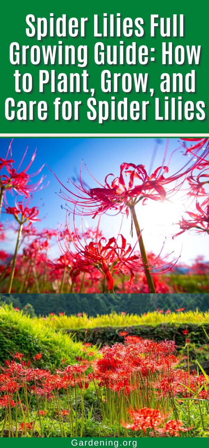 Spider Lilies Full Growing Guide (Plant, Grow, and Care) - Gardening