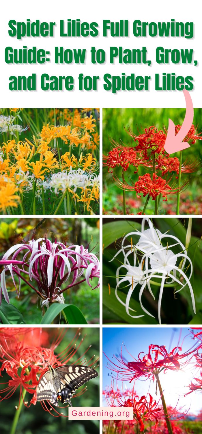 Spider Lilies Full Growing Guide (Plant, Grow, and Care) - Gardening