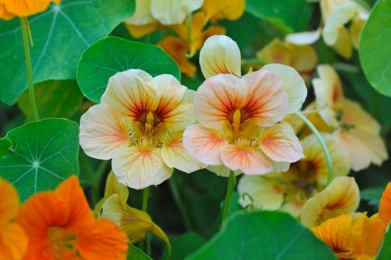 Nasturtiums Full Growing Guide (Plant, Grow, and Care) - Gardening
