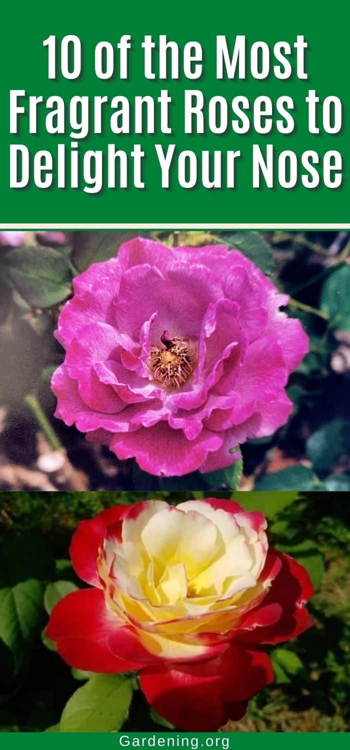 10 of the Most Delightfully Fragrant Roses You Can Grow - Gardening